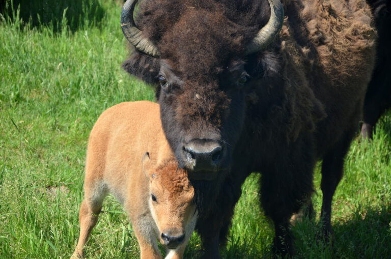Buffalo Program – Ponca Tribe of Nebraska